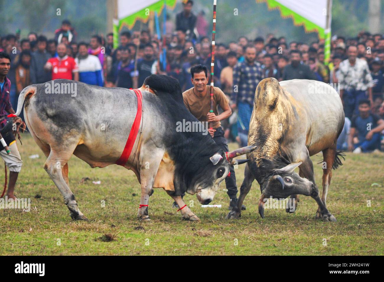 Two bulls competing in a huge bull fight organized by local residents ...