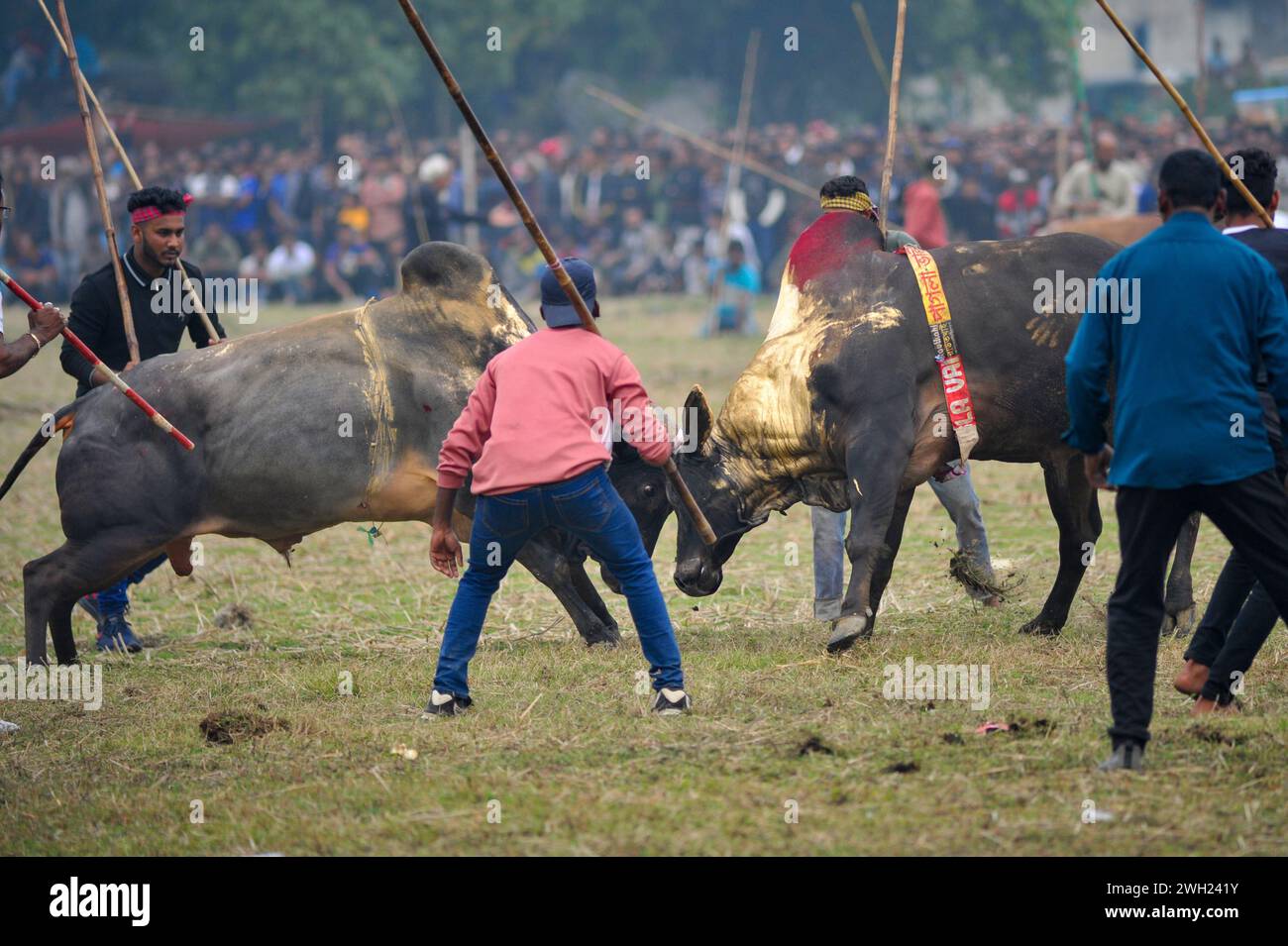 Two bulls competing in a huge bull fight organized by local residents ...