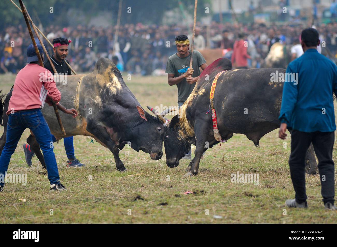 Two bulls competing in a huge bull fight organized by local residents ...