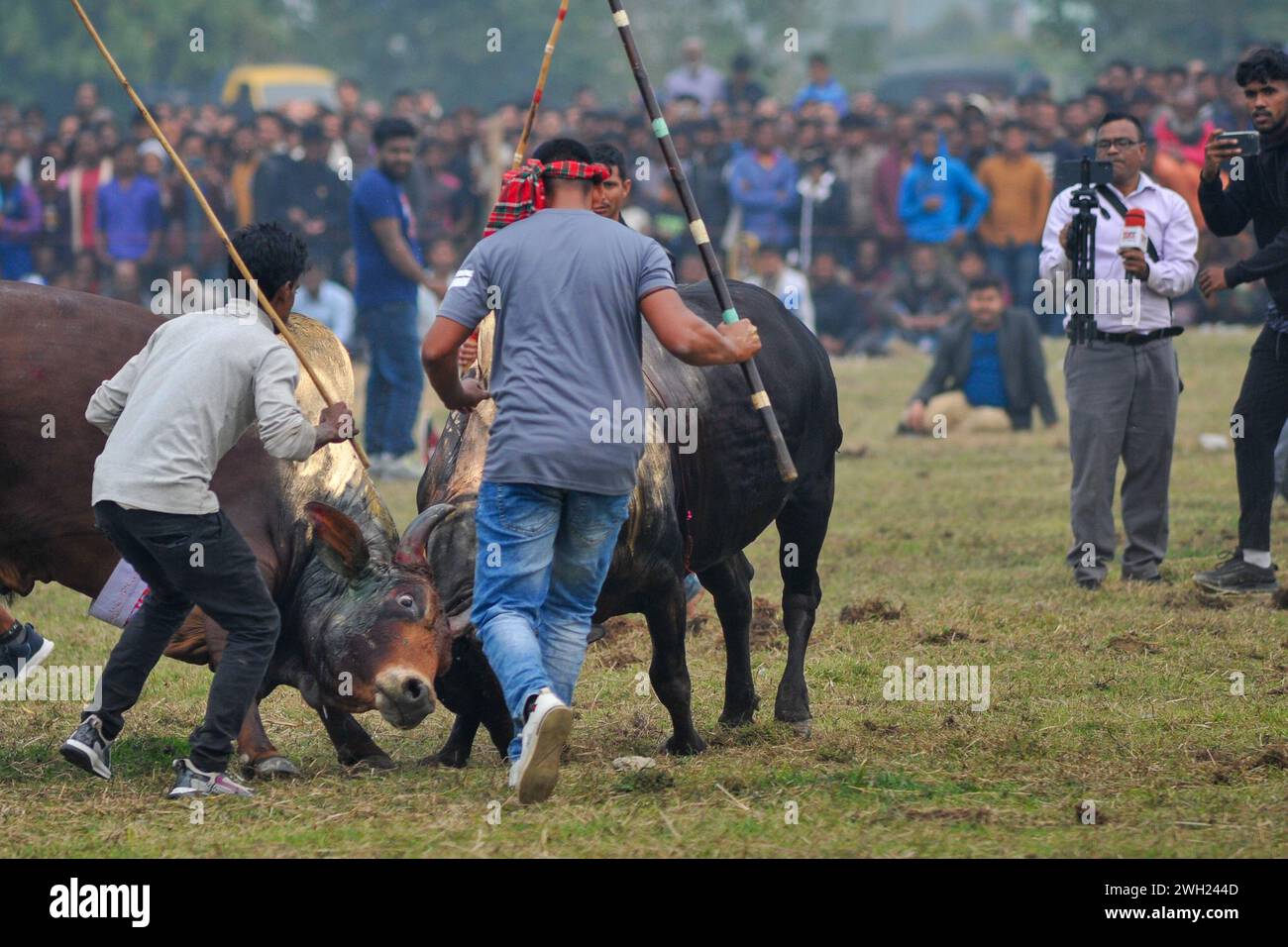 Two bulls competing in a huge bull fight organized by local residents ...