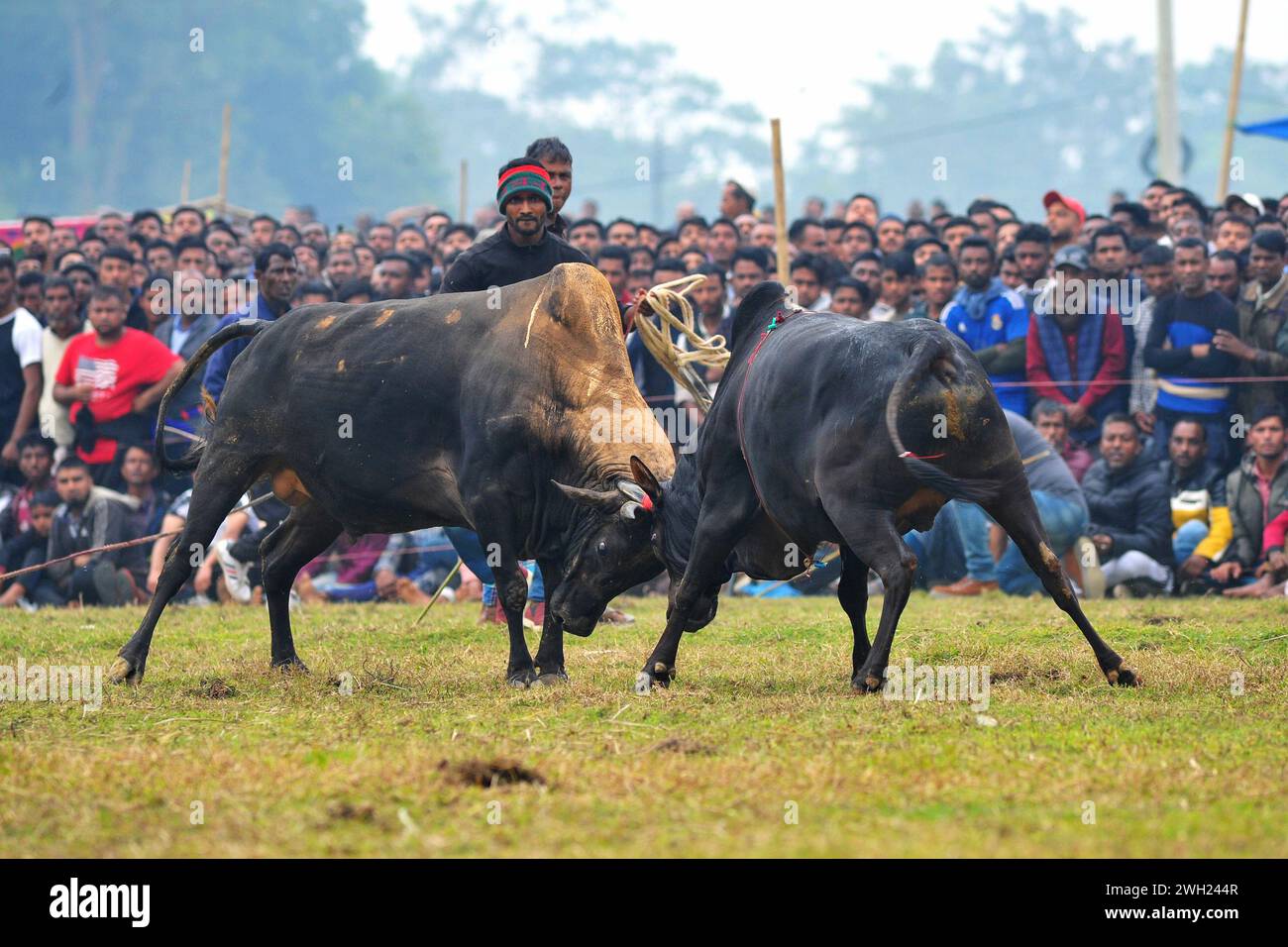 Two bulls competing in a huge bull fight organized by local residents ...