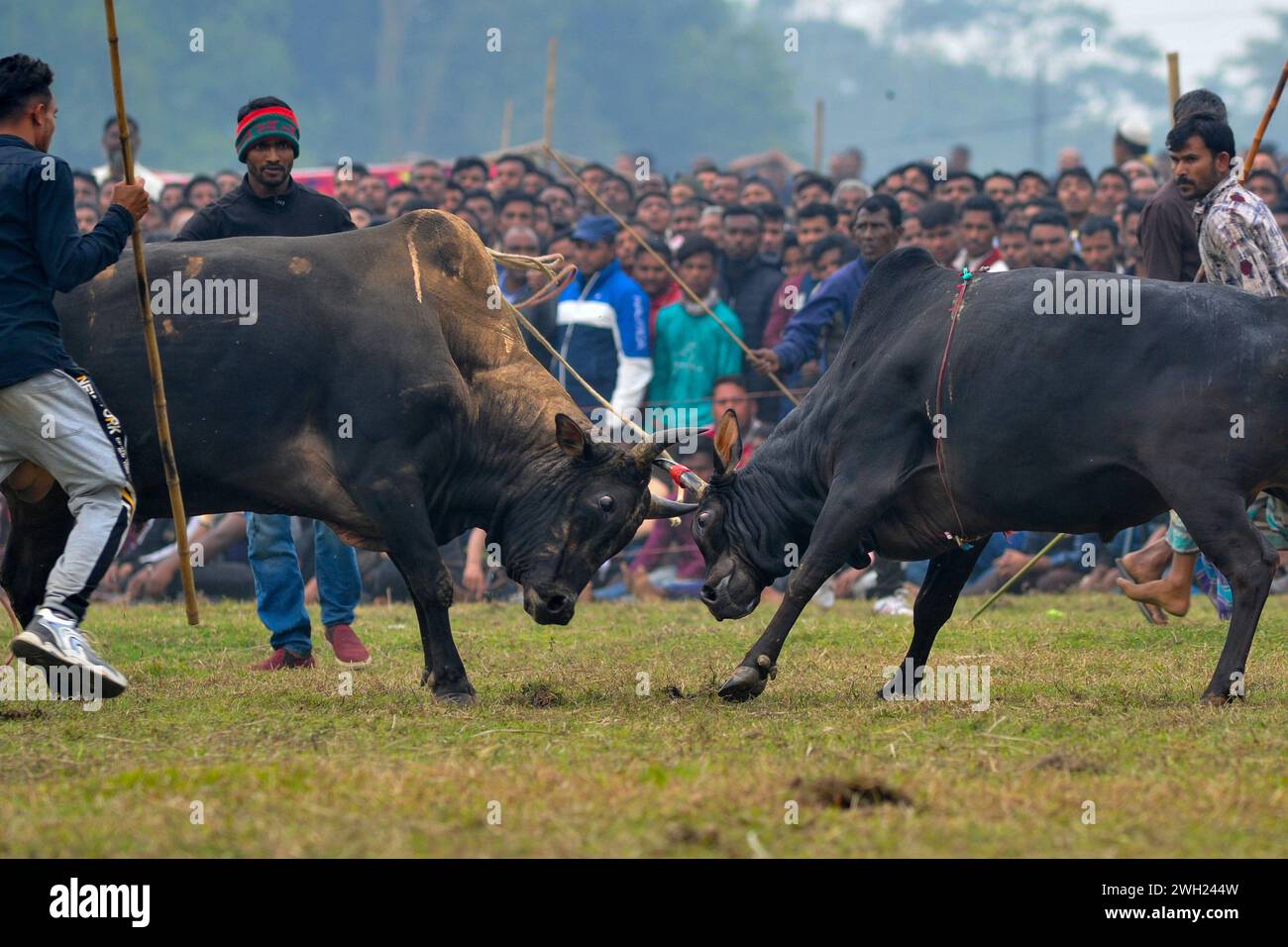 Two bulls competing in a huge bull fight organized by local residents ...