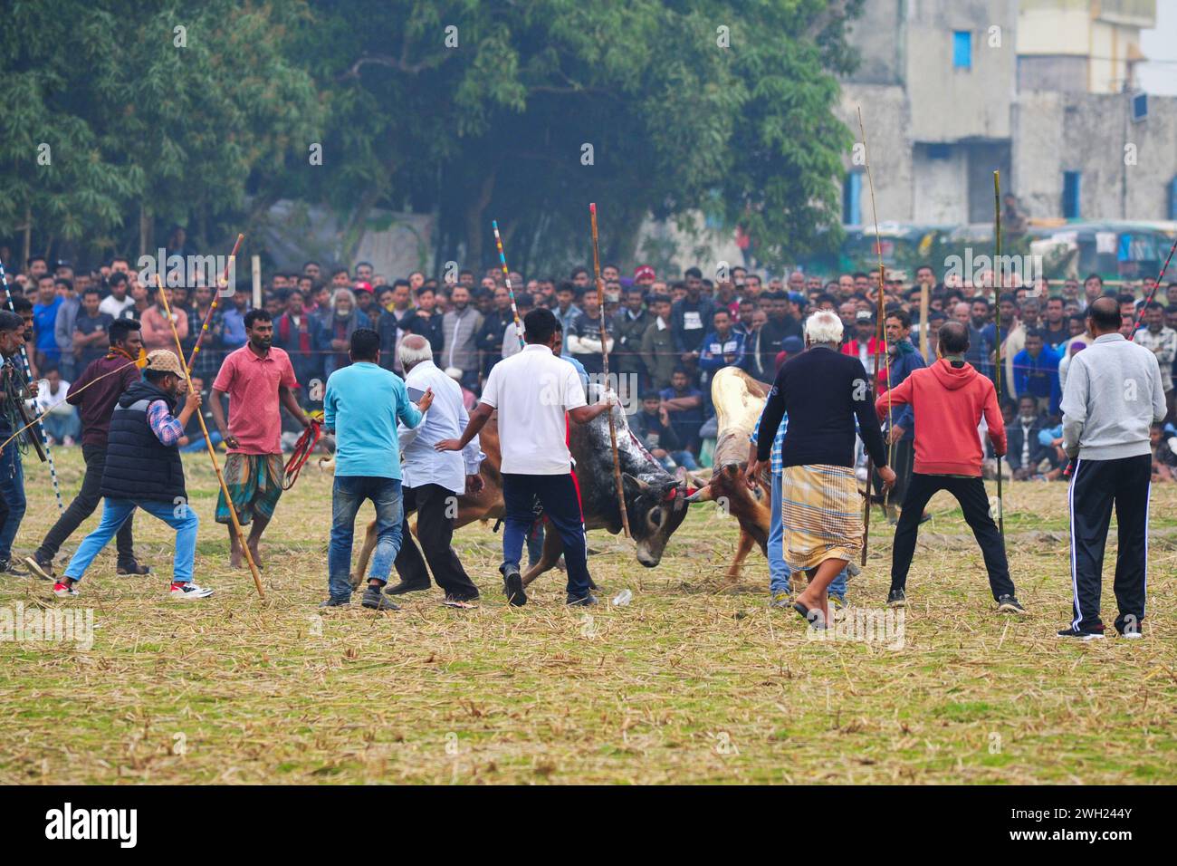 Two bulls competing in a huge bull fight organized by local residents ...