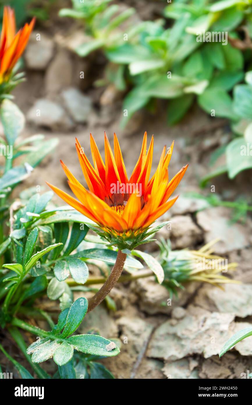 Gazania flowers know as treasure flower. Gazania is a warm-weather ...