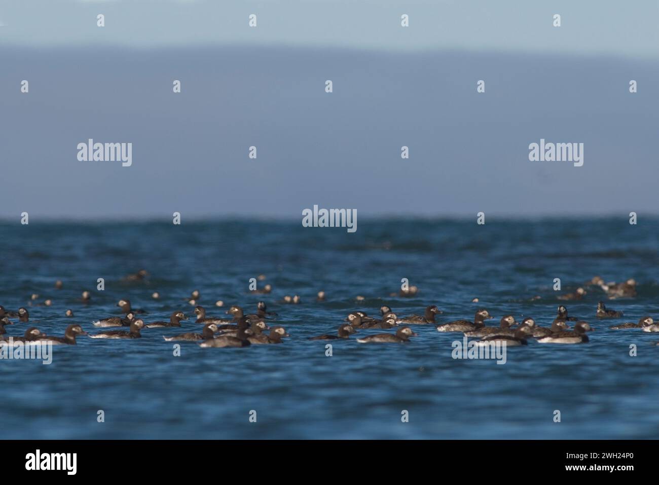 long tail ducks swimming lagoon waters beaufort sea of 1002 area Brooks ...