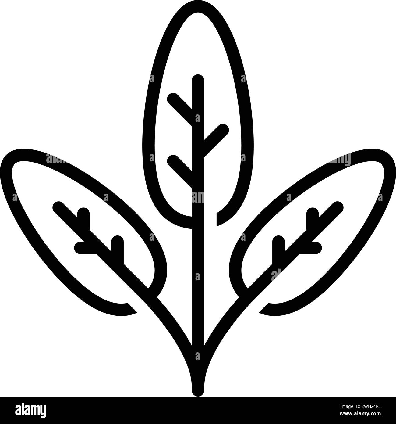 Sage leaf logo hi-res stock photography and images - Alamy