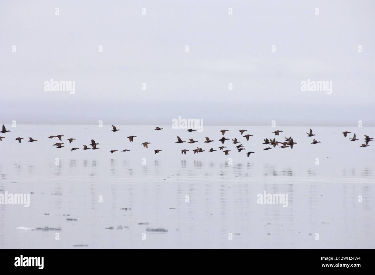 common eiders Somateria mollissima ducks flying along the Arctic coast ...