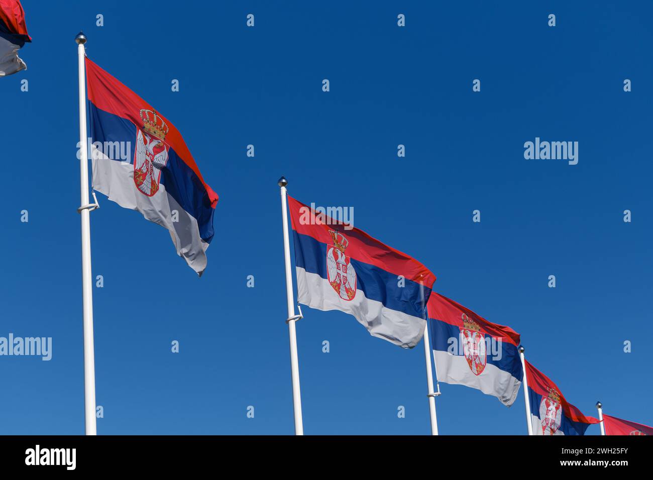 Serbian flags flutter in the wind against the blue sky on a sunny day ...