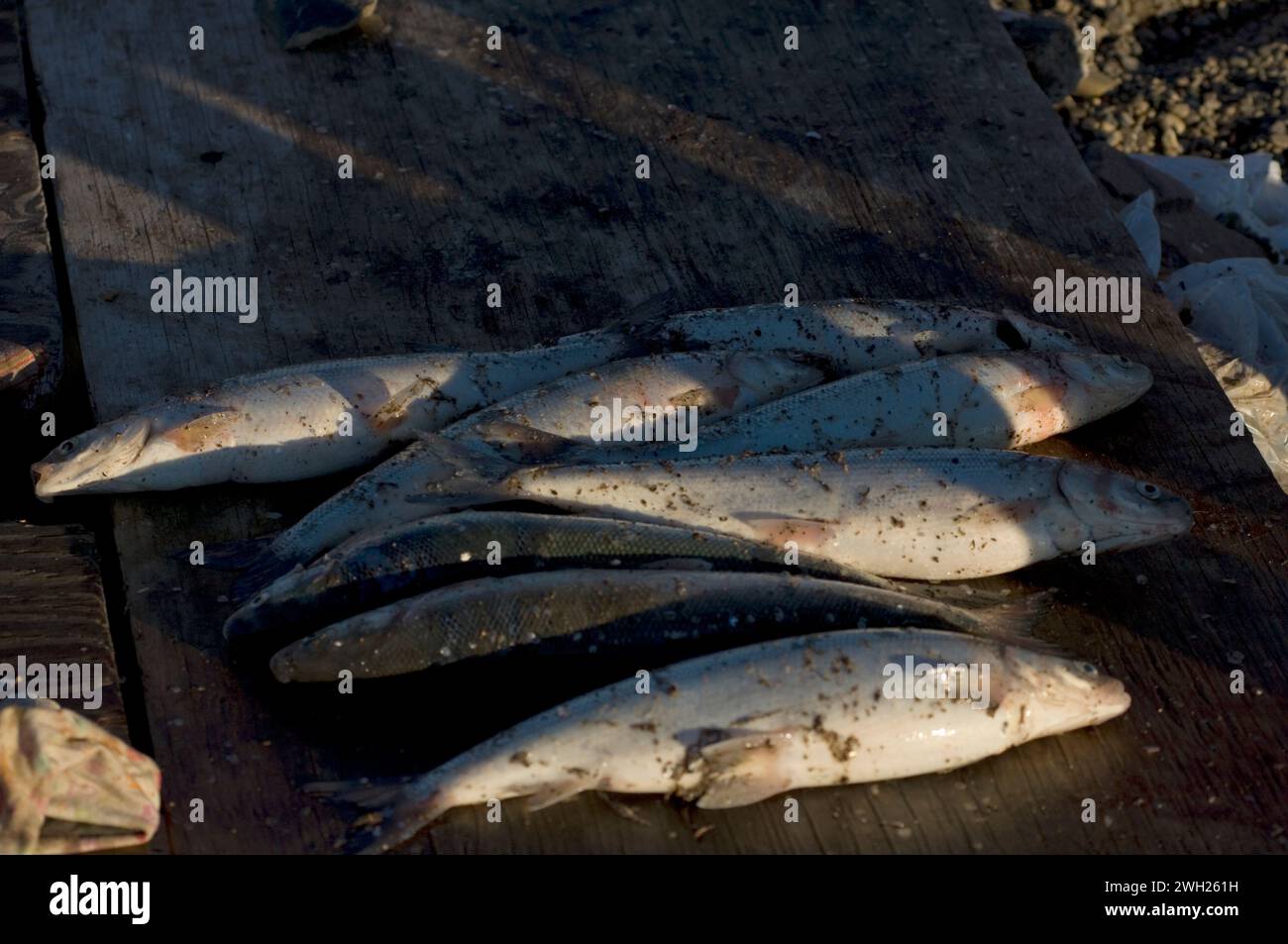 cisco, and a broad whitefish, Coregonus nasus, caught along the ...