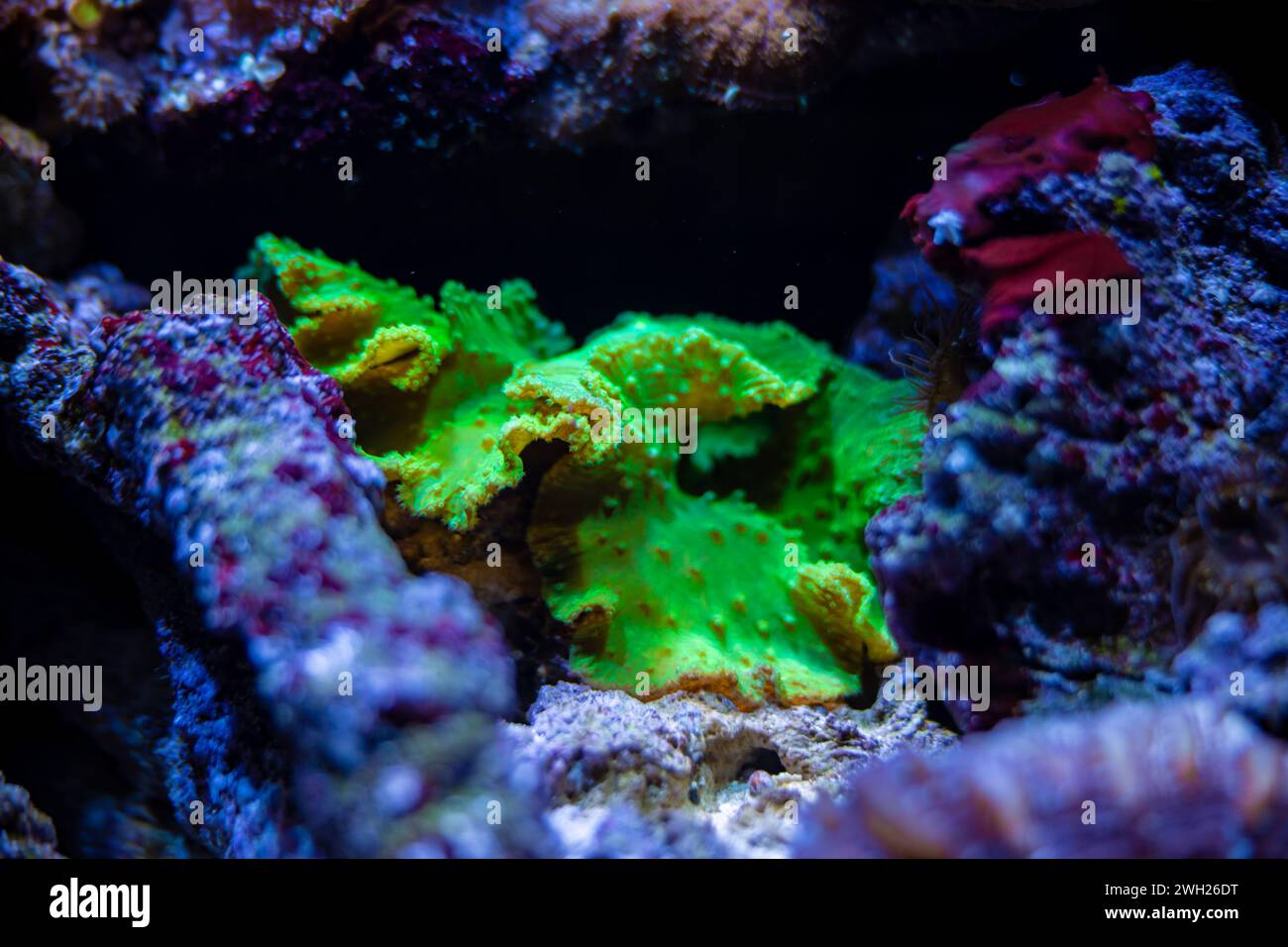 Sea anemones and corals in marine aquarium. Colorful abstract natural ...