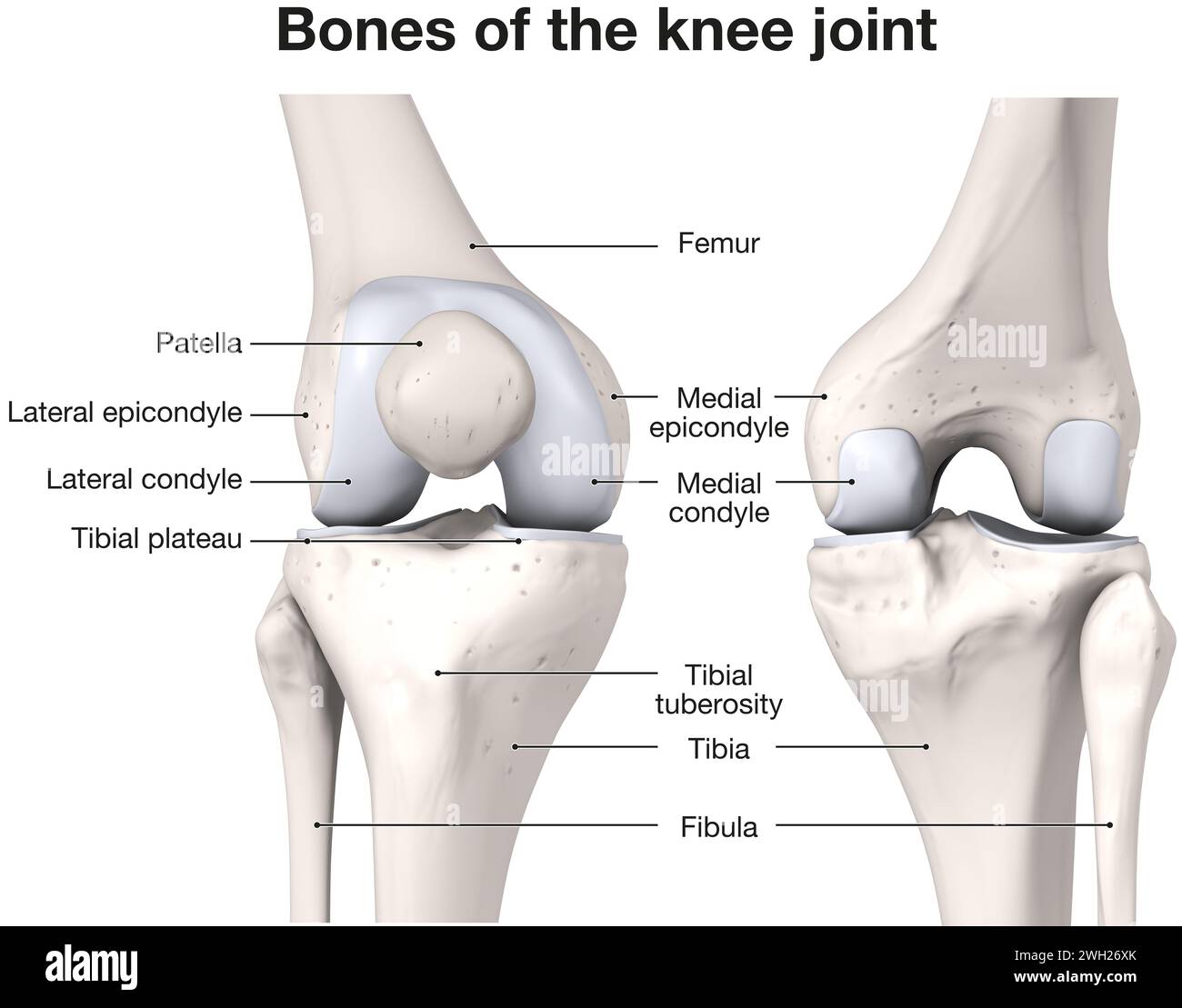 Illustration showing bones of the knee joint. Labeled. 3D Illustration Stock Photo - Alamy