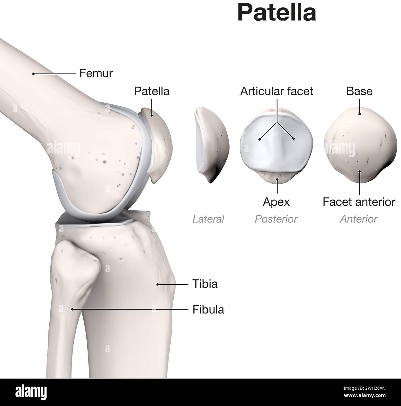 Base Of Patella