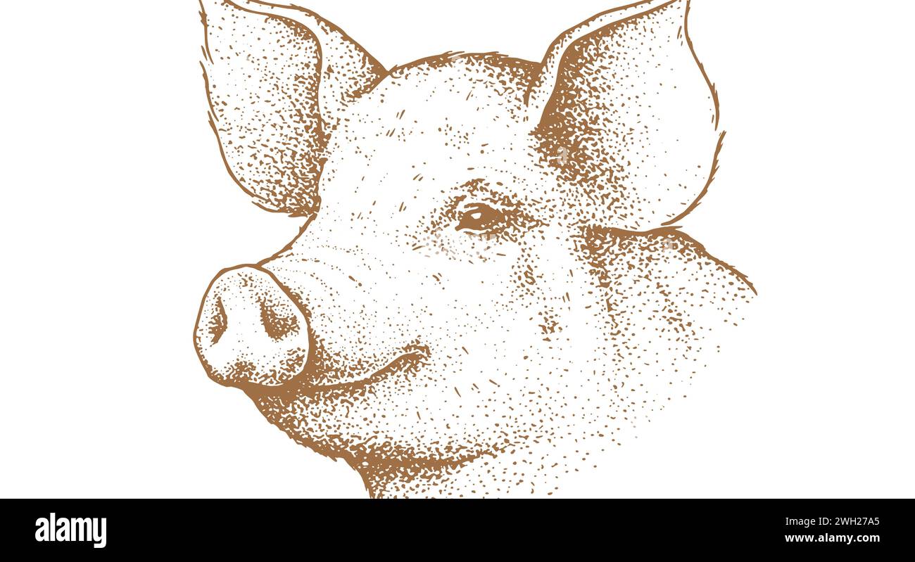 Real Pig Face Drawing