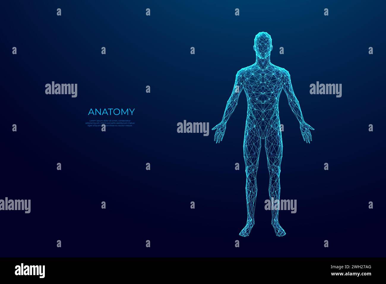 Abstract digital human body. Polygonal wireframe silhouette. Anatomy ...