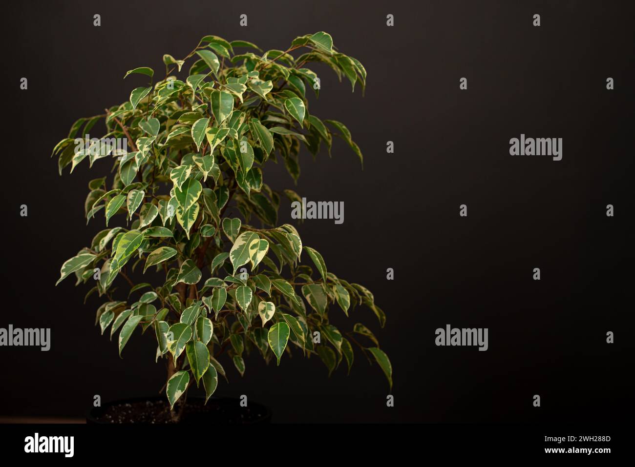 Ficus plant. Ficus tree. Ficus leaves Stock Photo - Alamy