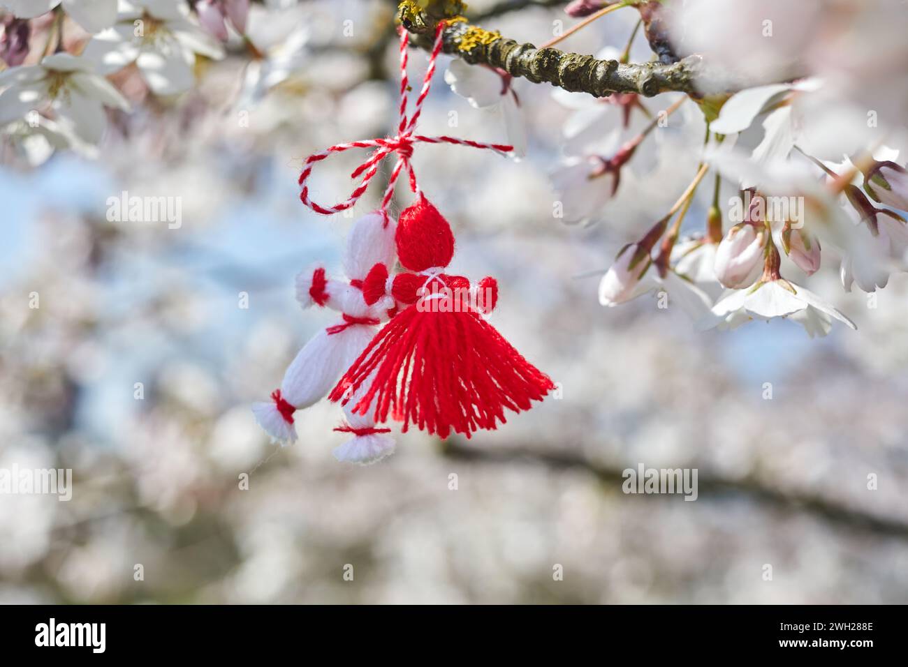 Bulgarian traditional spring decor Martenitsa on the cherry blossom ...