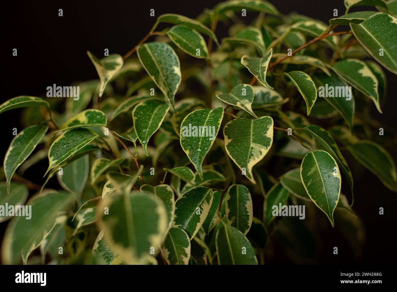Ficus plant. Ficus tree. Ficus leaves Stock Photo - Alamy