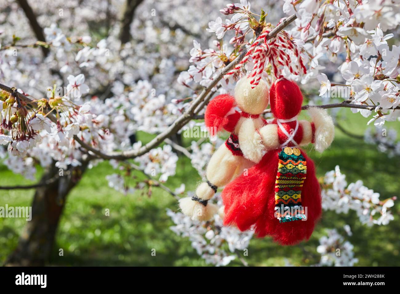 Bulgarian traditional spring decor Martenitsa on the cherry blossom ...