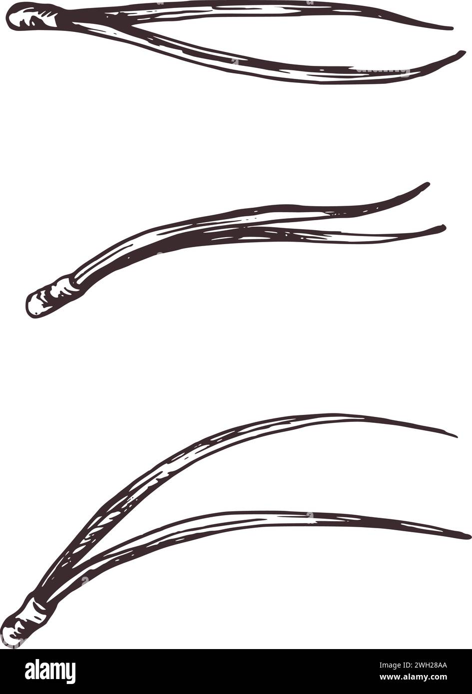 Needles from a pine tree. Graphic botanical illustration hand drawn in ...