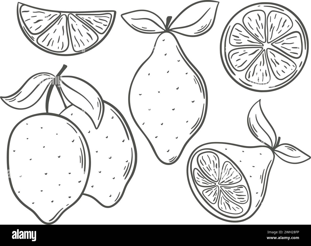 Lemons hand engraving set vector graphics. Citrus fruits ink doodle sketch style collection ...