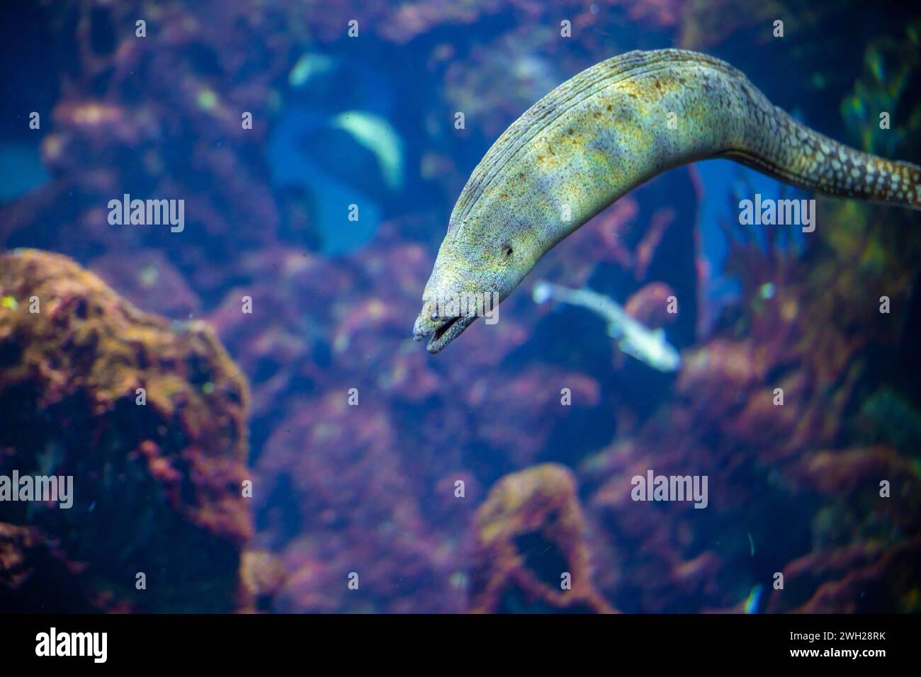 Moray Eel on a leather coral reef. Underwater image taken in an ...