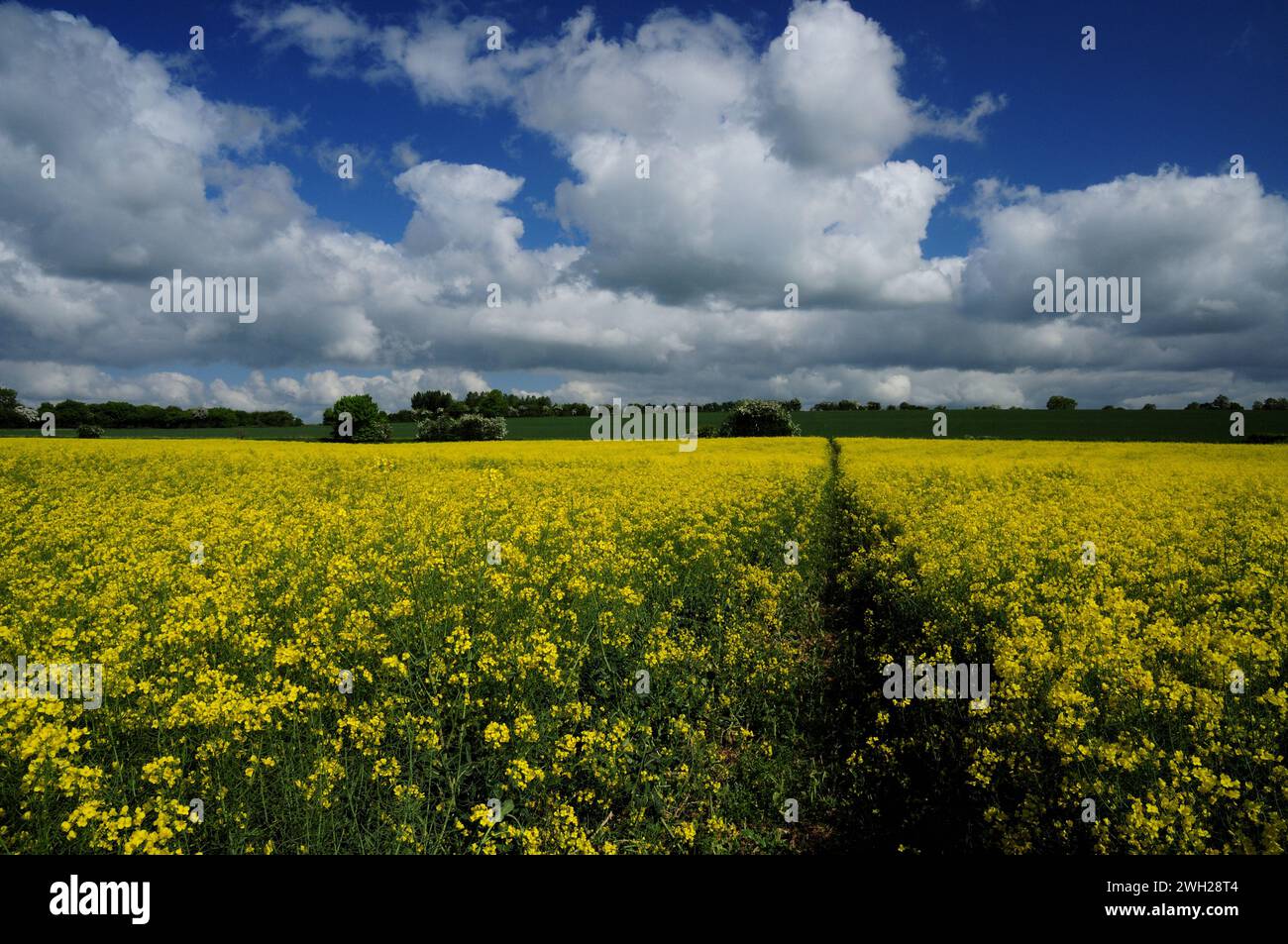 Oilseed production hi-res stock photography and images - Alamy