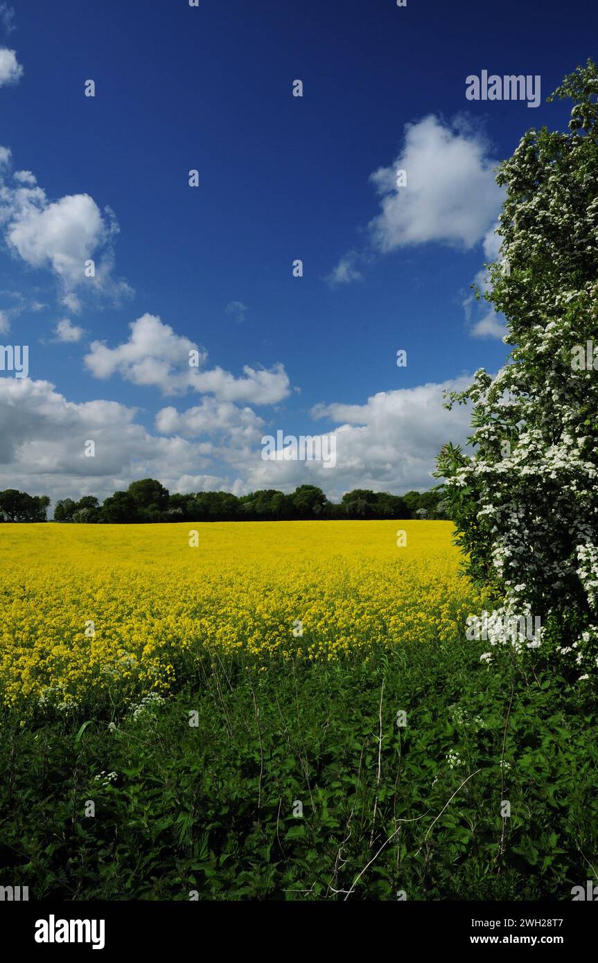 Uk oilseed hi-res stock photography and images - Alamy