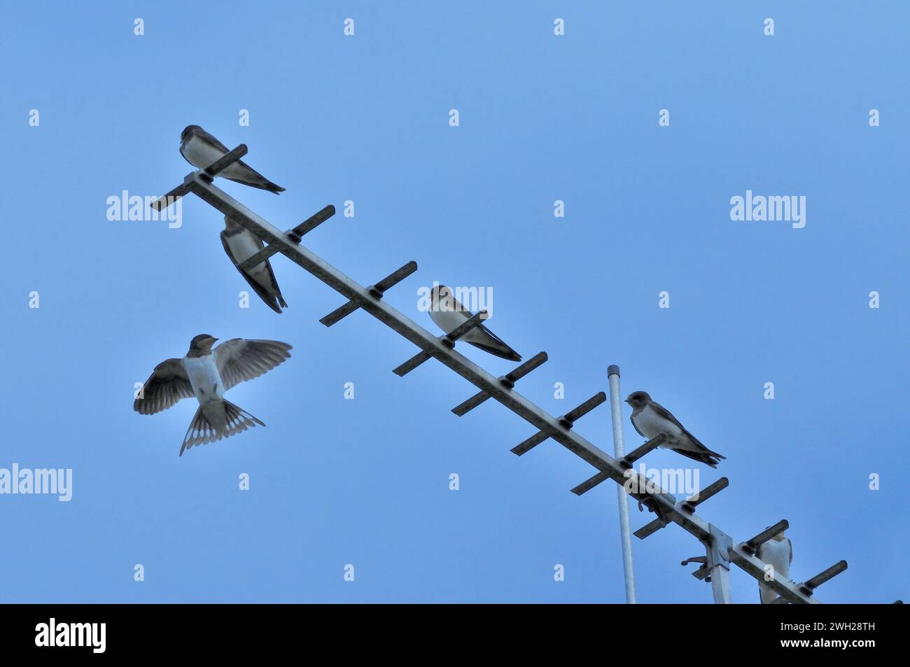 Migrating birds aerial hi-res stock photography and images - Alamy