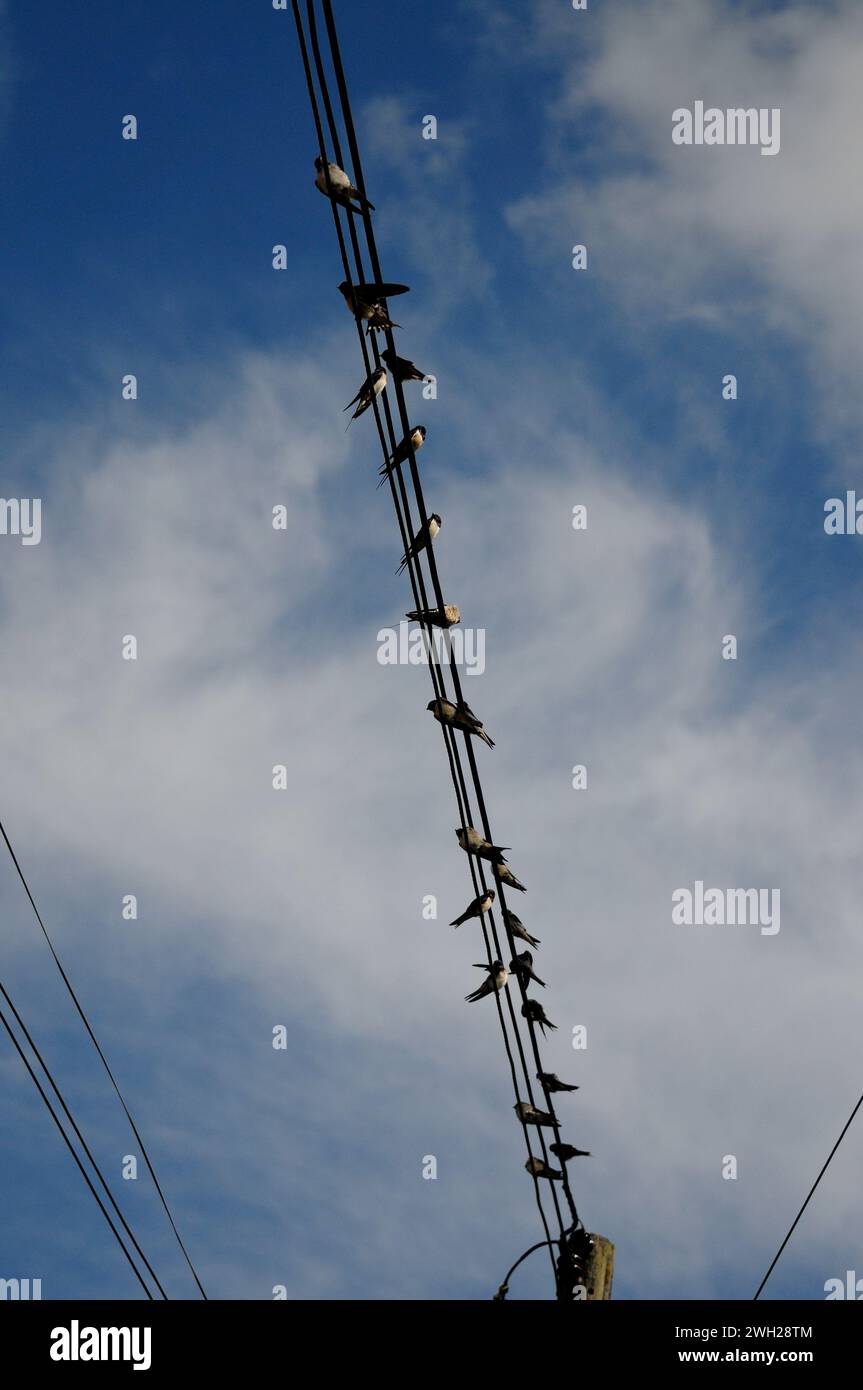 Birds on overhead wires Stock Photo - Alamy