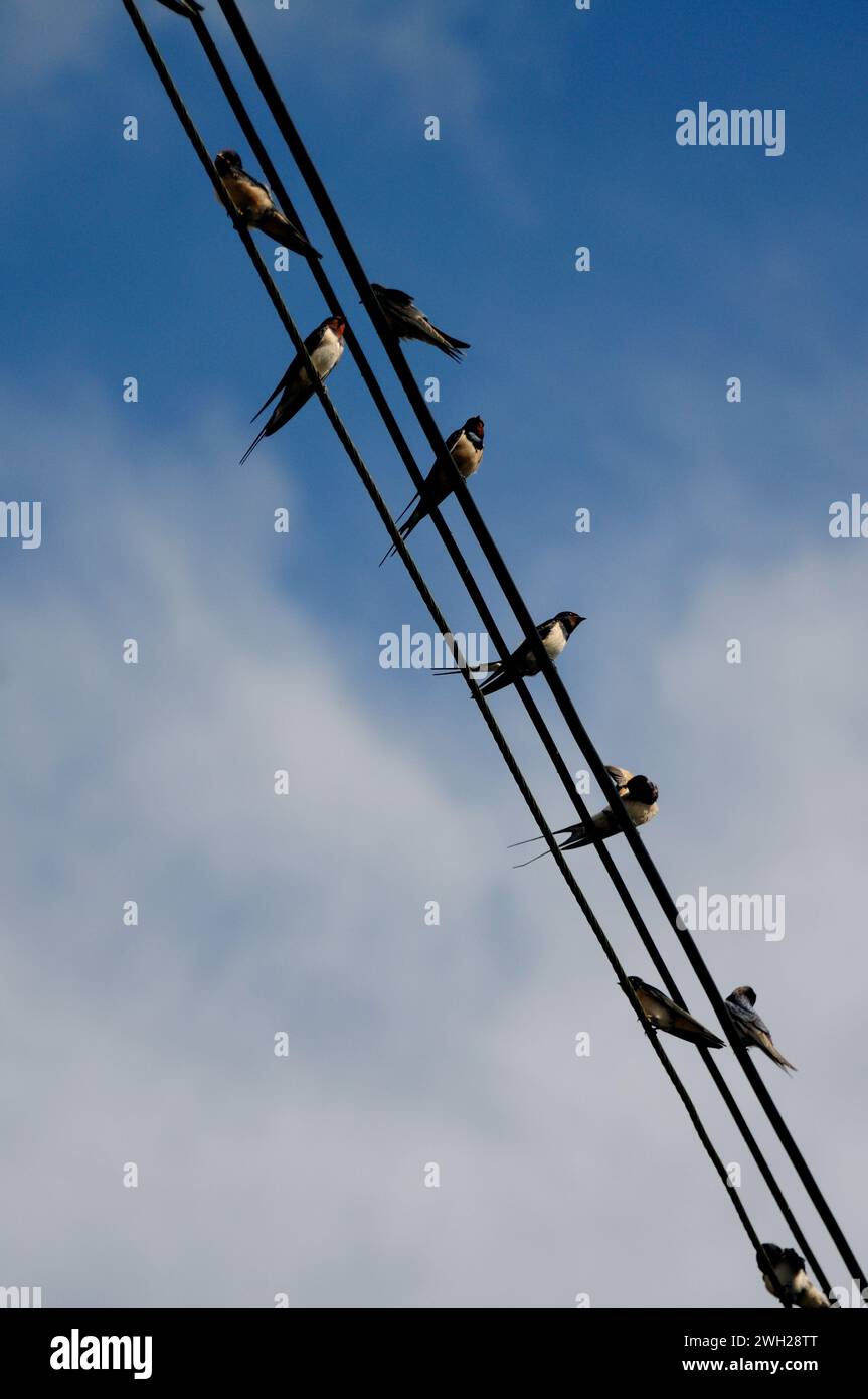 Birds on overhead wires Stock Photo - Alamy