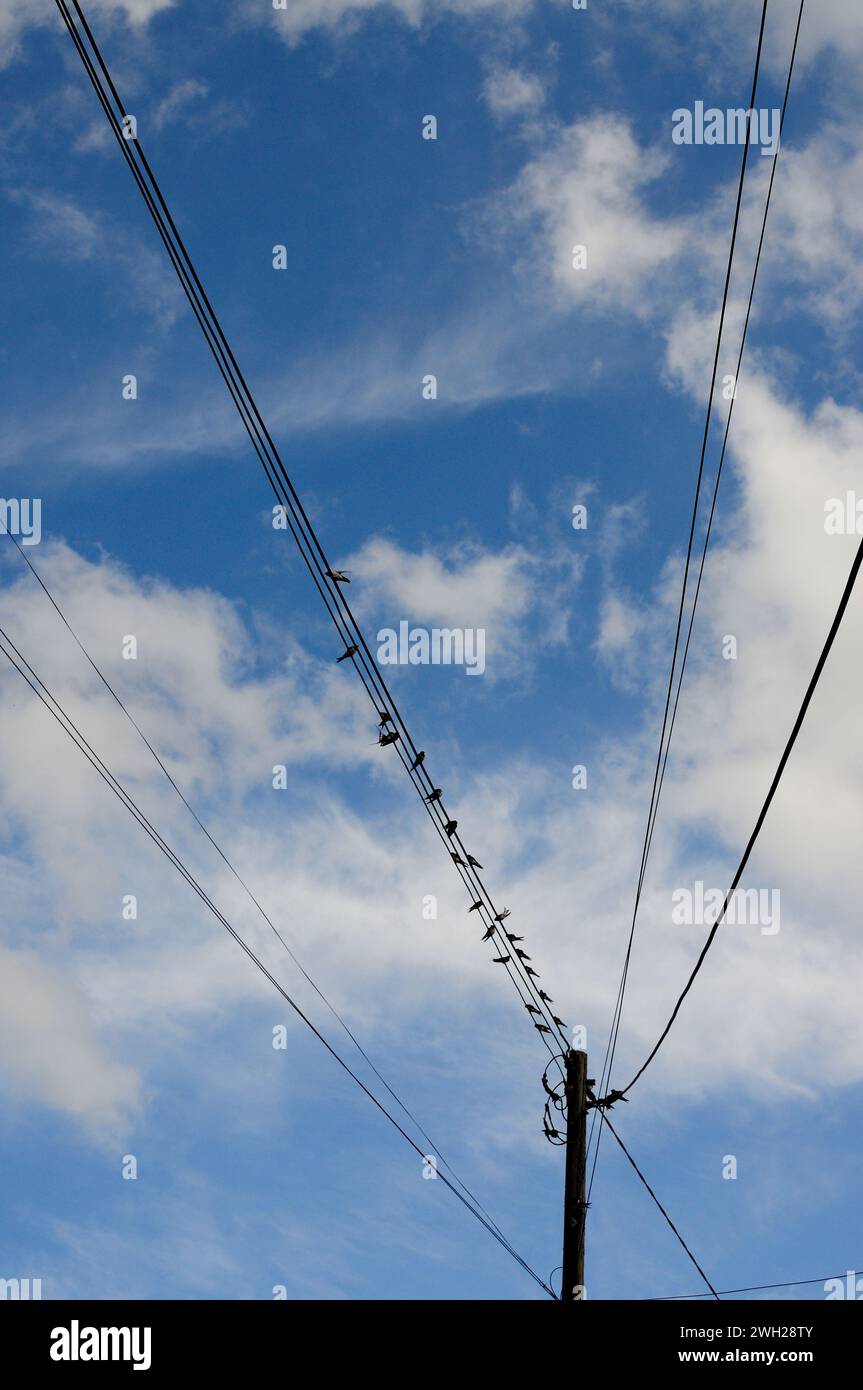 Birds on overhead wires Stock Photo - Alamy