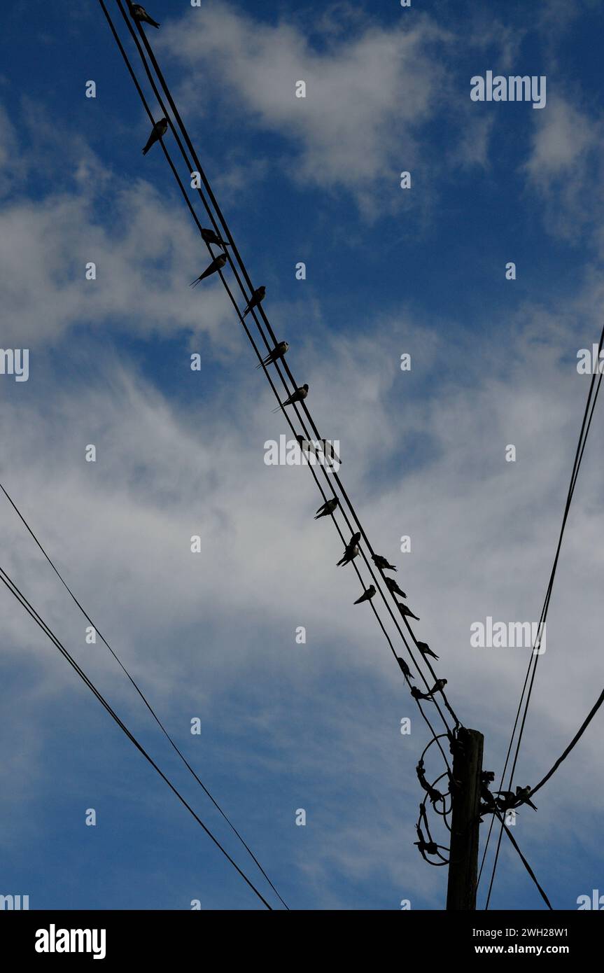 Leading lines of birds hi-res stock photography and images - Alamy