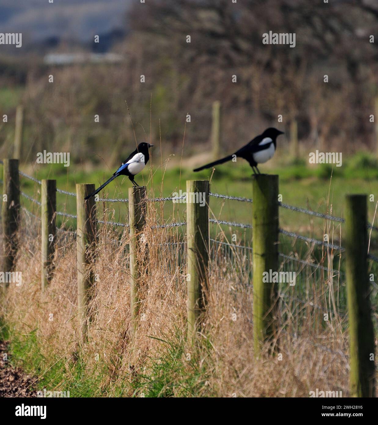 Magpies on fence posts Stock Photo - Alamy
