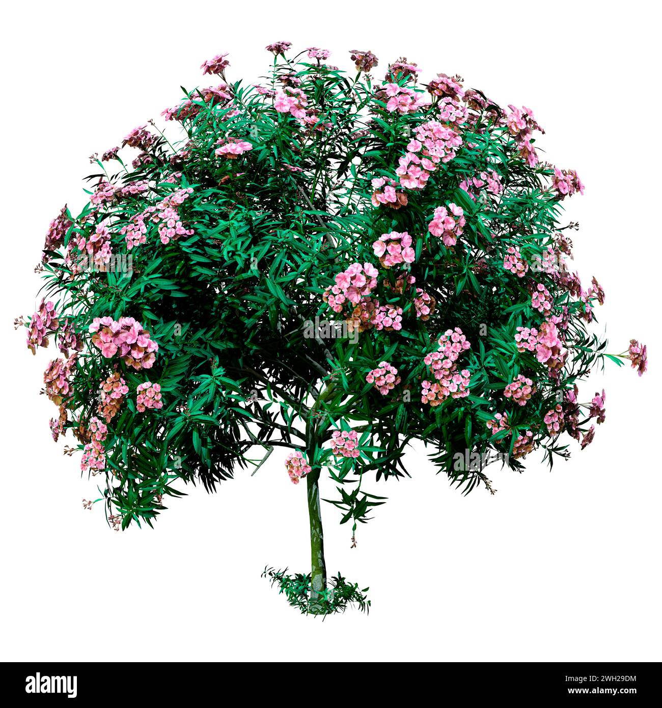 3D rendering of a blooming nerium oleander tree isolated on white ...