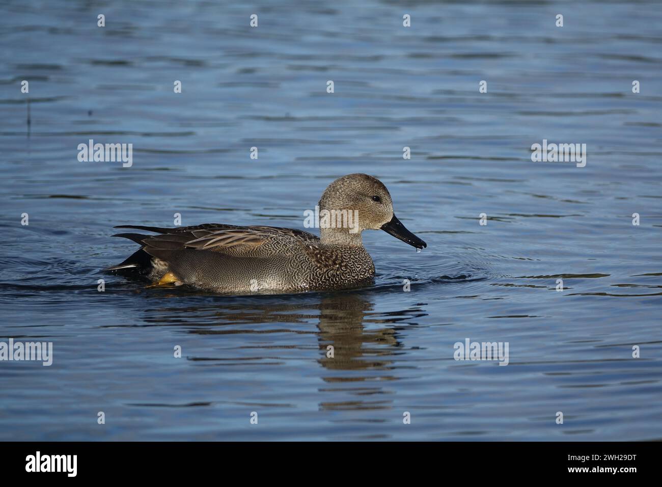 Handsome drake duck hi-res stock photography and images - Alamy