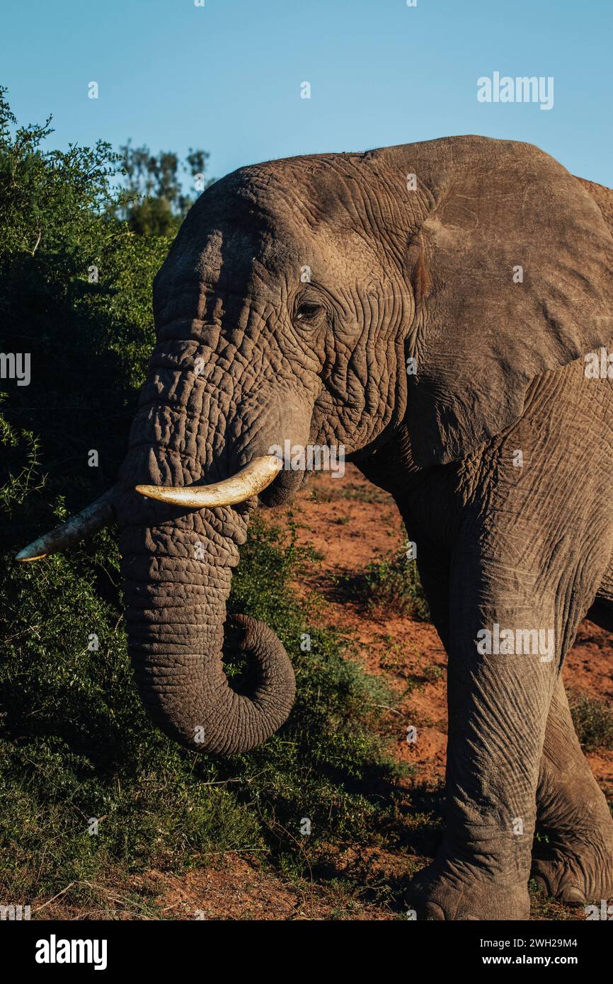 South African Elephant in the Wild - Majestic Wildlife in its Natural ...