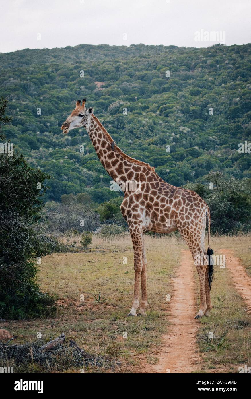 Standing tall on the South African plains, this aloe plant is a natural ...