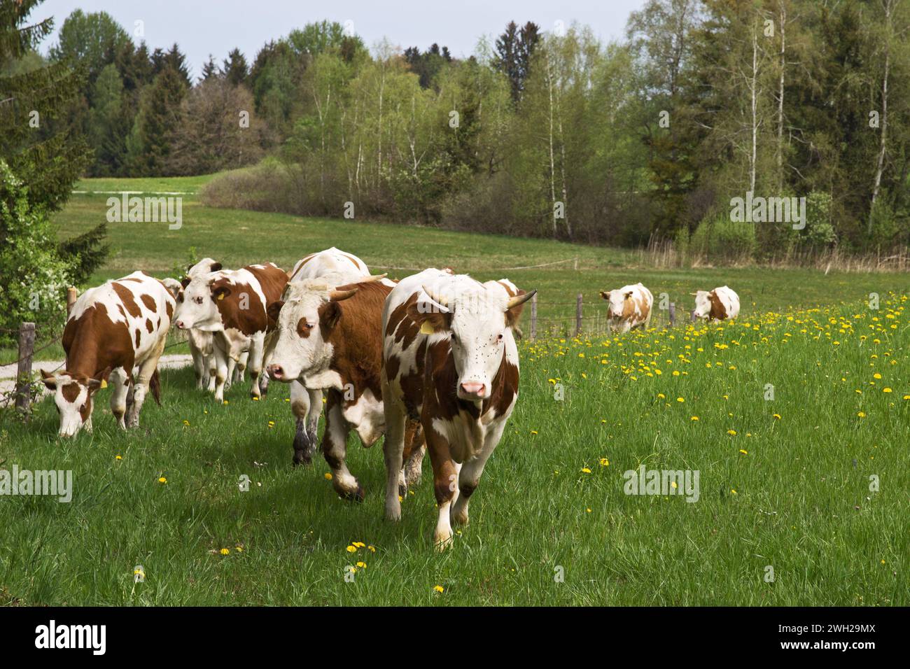 Happy spring hi-res stock photography and images - Alamy