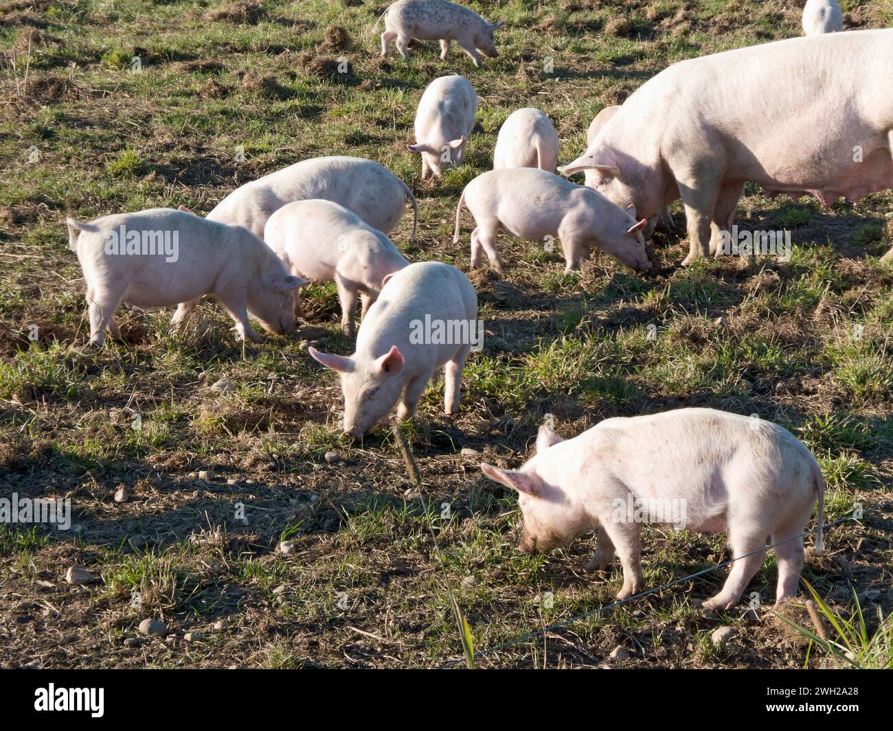 Happy pigs grunting hi-res stock photography and images - Alamy