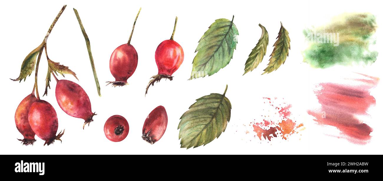 Set of wild rose hip Branch red briar fruits, dog rose berries, green ...
