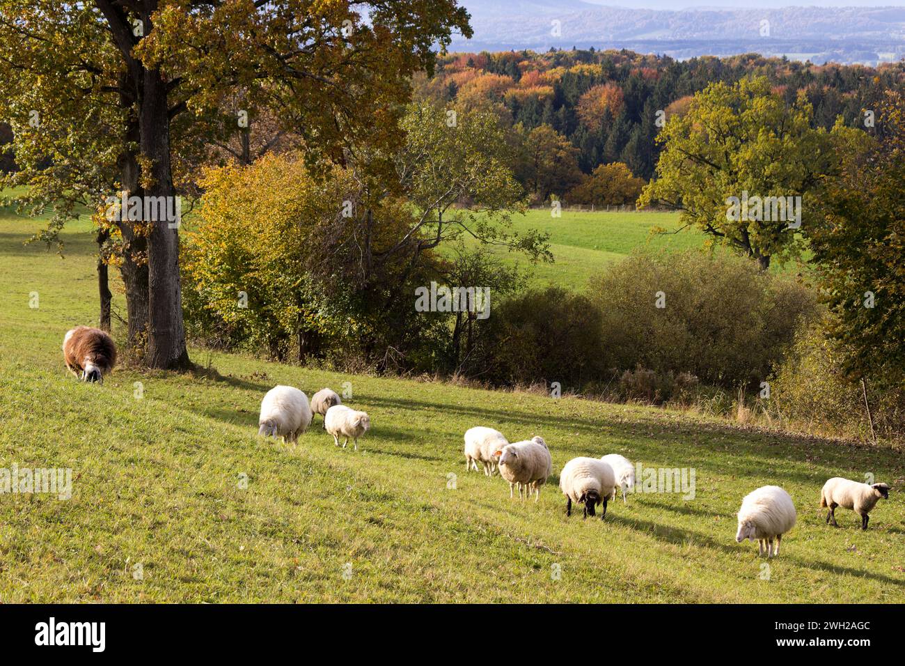 Meat of sheep hi-res stock photography and images - Alamy