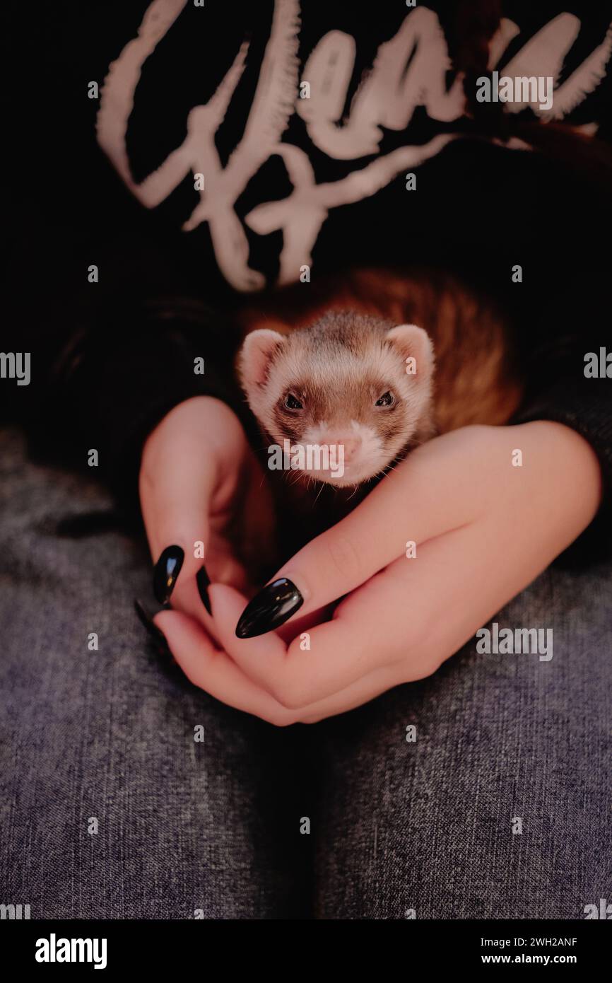 Ferret zoo hi-res stock photography and images - Alamy