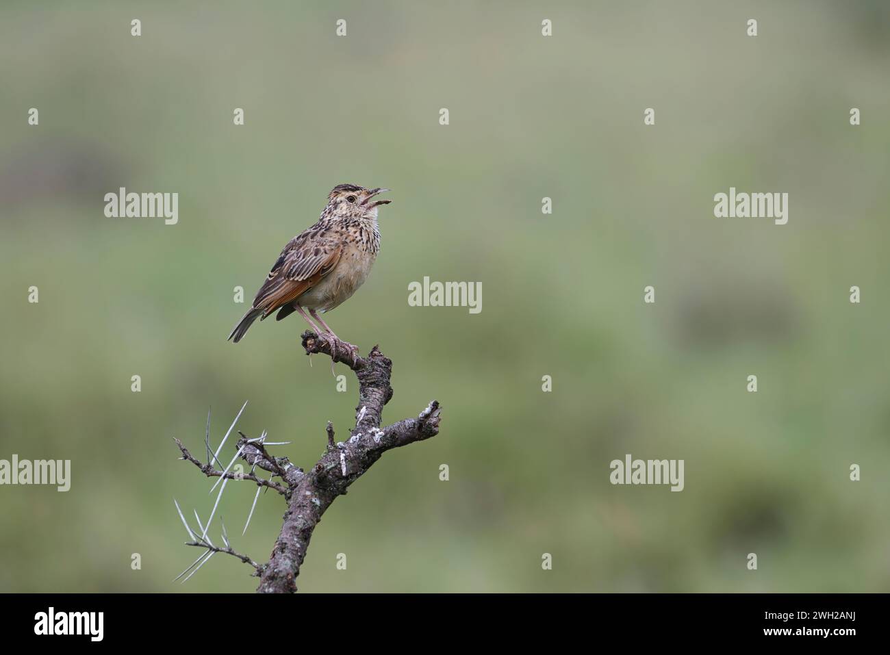 Rufous-naped lark (Mirafra africana) singing from a prominent stump to ...