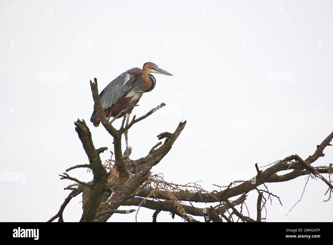 Goliath heron (Ardea goliath) roosting in a dead tree against a white ...