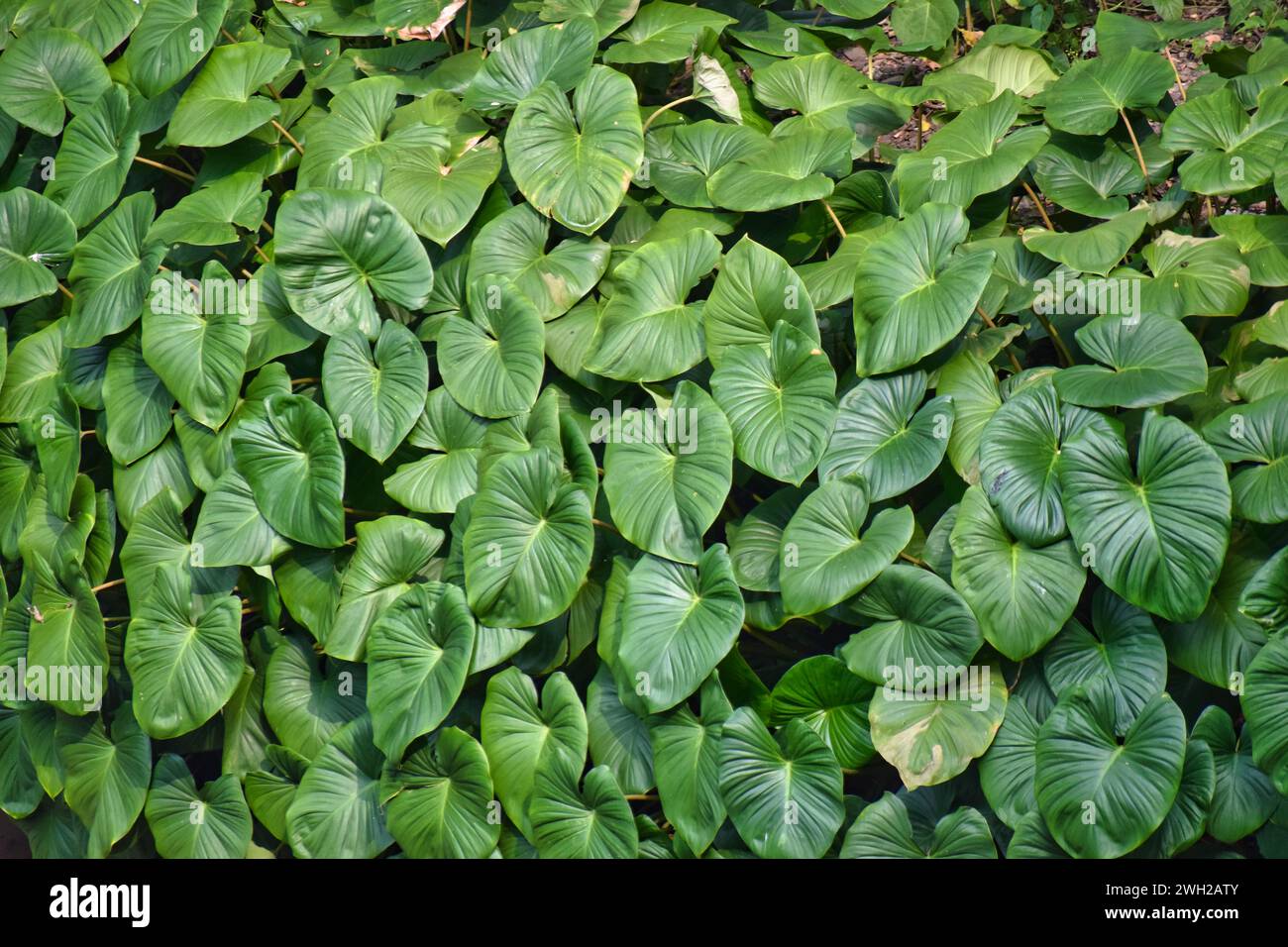 homalomena king of heart leaf is a genus of flowering plants in the ...