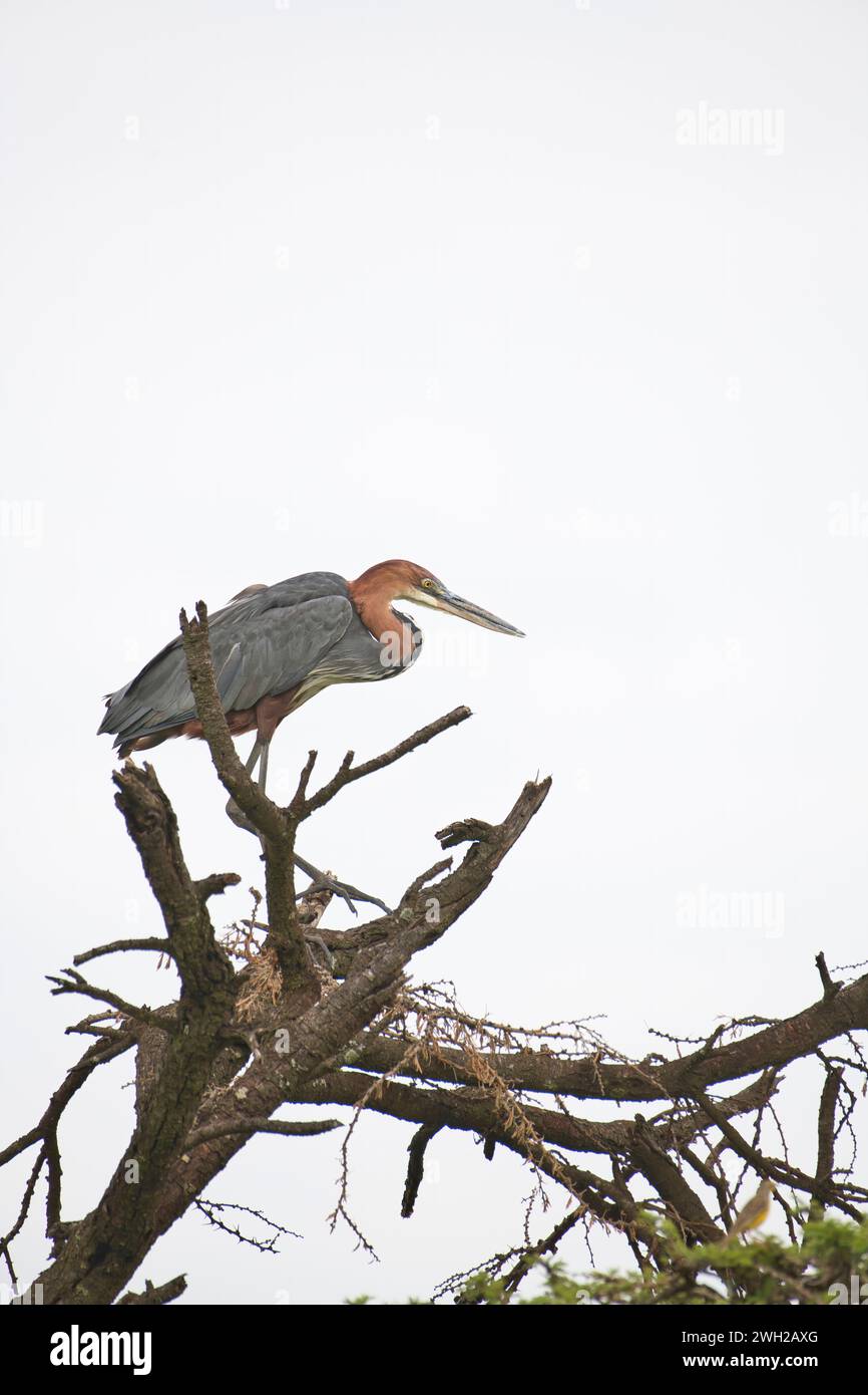 Goliath heron (Ardea goliath) roosting in a dead tree against a white ...