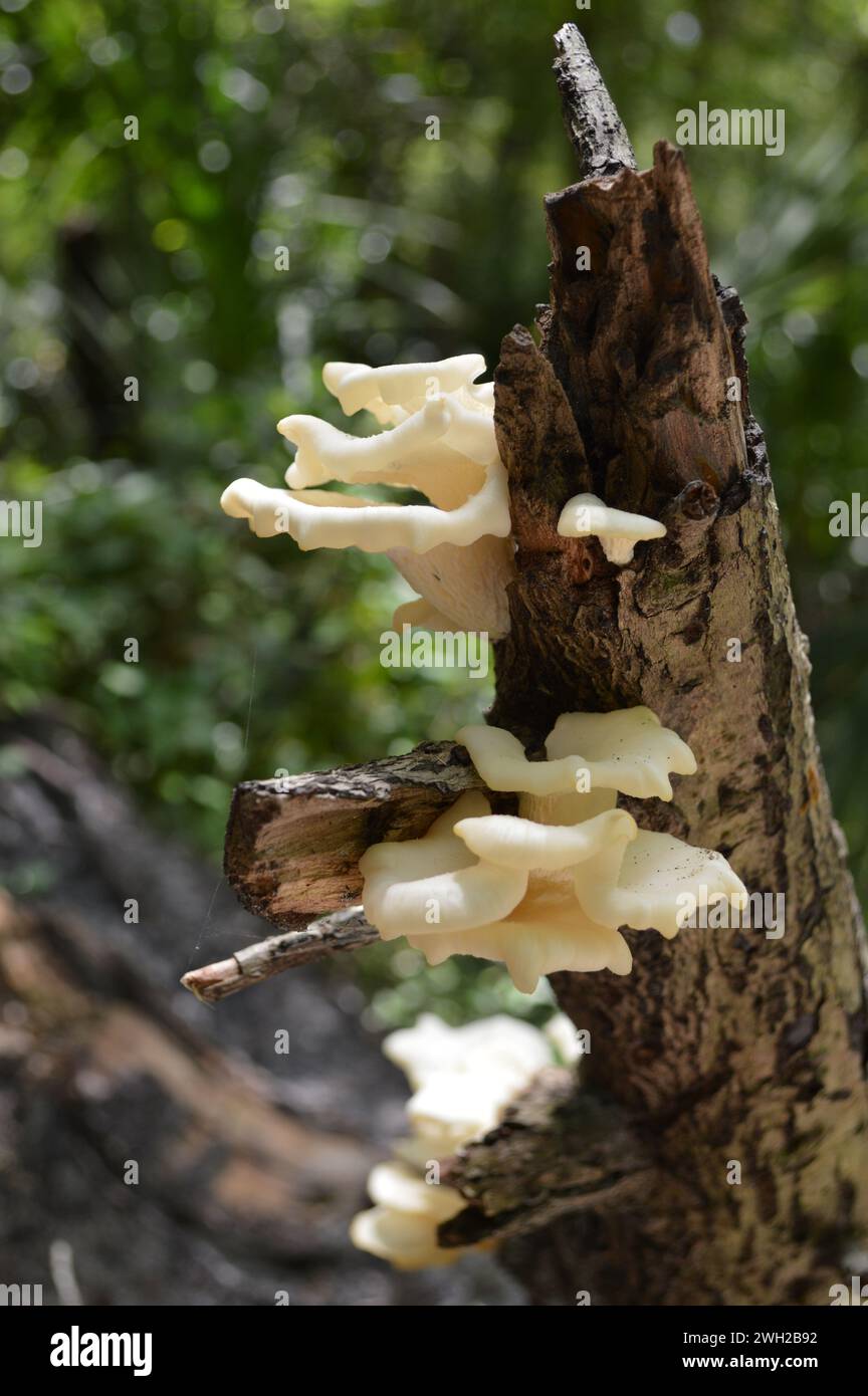 Fungus in Florida Stock Photo - Alamy