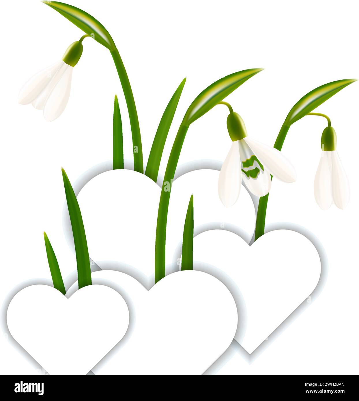 First spring snowdrop flowers Stock Vector Images - Alamy