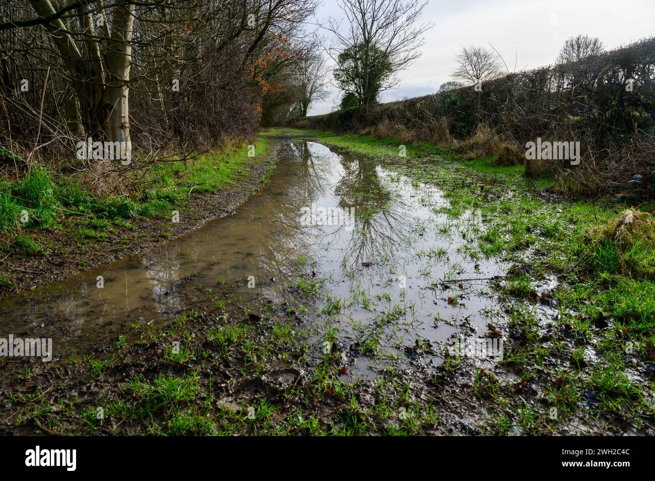 Large puddles on a path through a nature reserve Stock Photo - Alamy