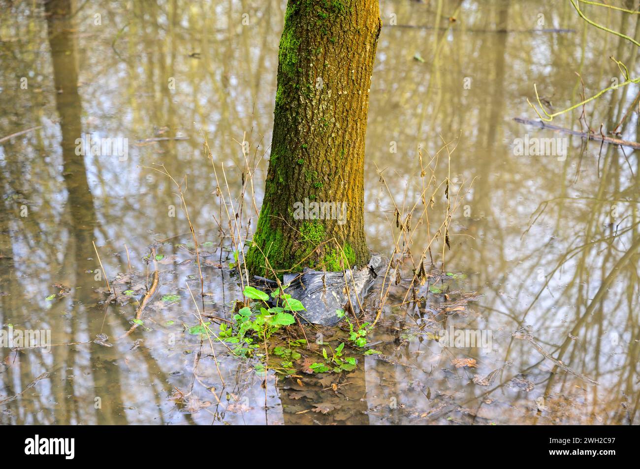 Paths and flooded areas in a nature reserve Stock Photo - Alamy